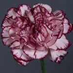 Carnation - About Flowers